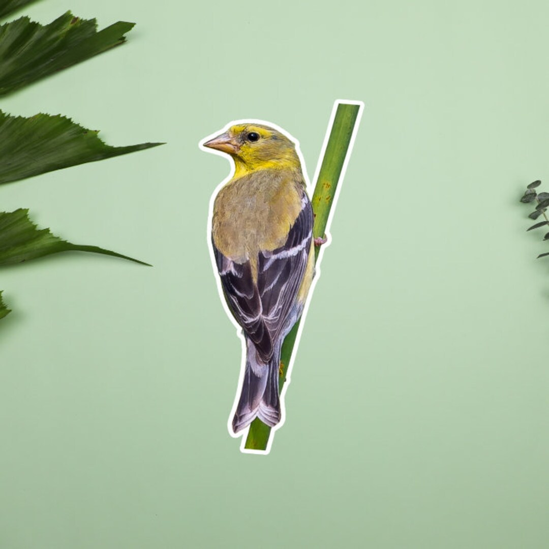 Goldfinch Sticker, Yellow and Black Bird Sticker, Finches Love ...