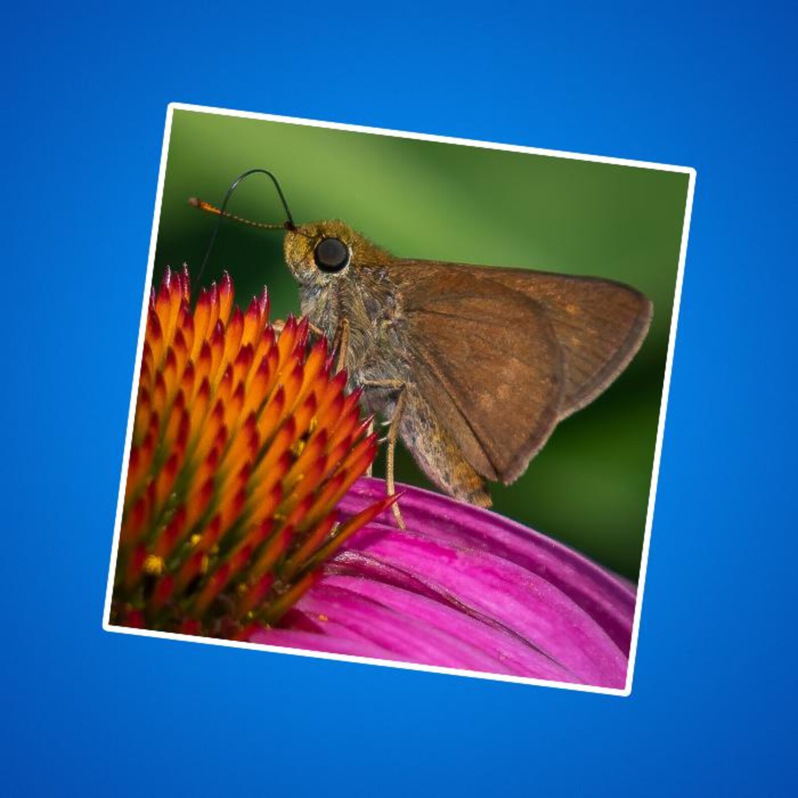 Dun Skipper Moth Stickers, Double Dot Skipper, Sticker, Moths and ...