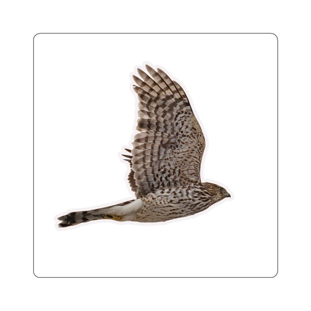 Hawk in Flight Sticker, Flying Hawk, Bird in Flight, Young Hawk, Nature ...