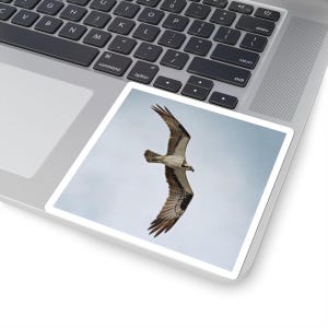 Osprey in Flight, Osprey Sticker, Fish Eagle in Flight, Flying Raptor ...