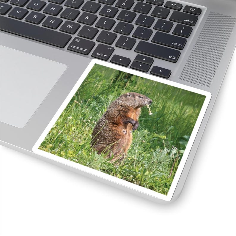 Groundhog Stickers, Woodchuck Stickers, Ground Hogs, Mammal Stickers ...