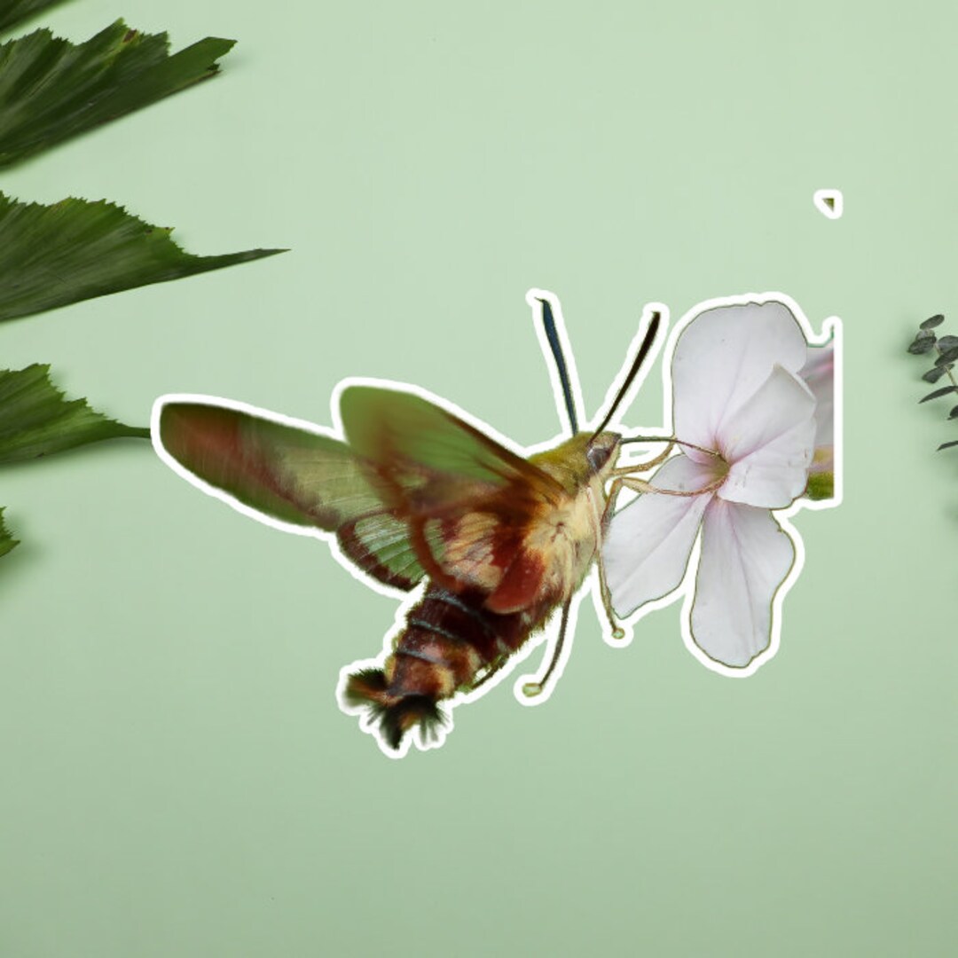 Humming Bird Moth Stickers, Hummingbird Moth Sticker, Insect Sticks ...