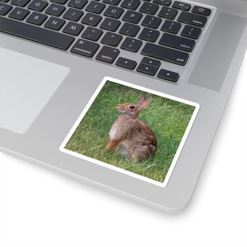 Cottontail Rabbit Sticker, Bunny Rabbit Sticker, Bunny, Rabbit ...