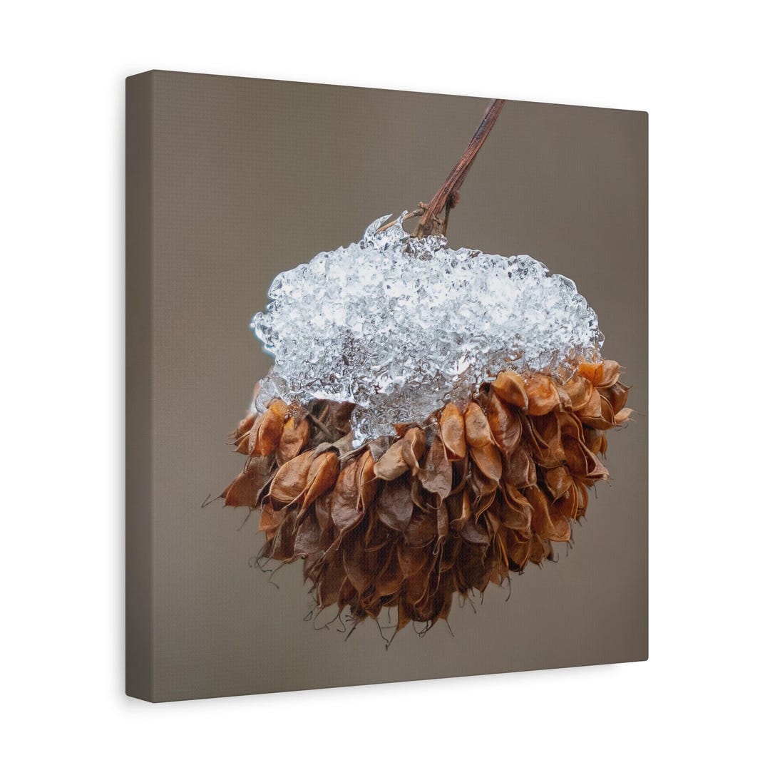 Canvas Art, Icy Seed Pod, Wall Decor, Botanical Print, Nature Painting ...