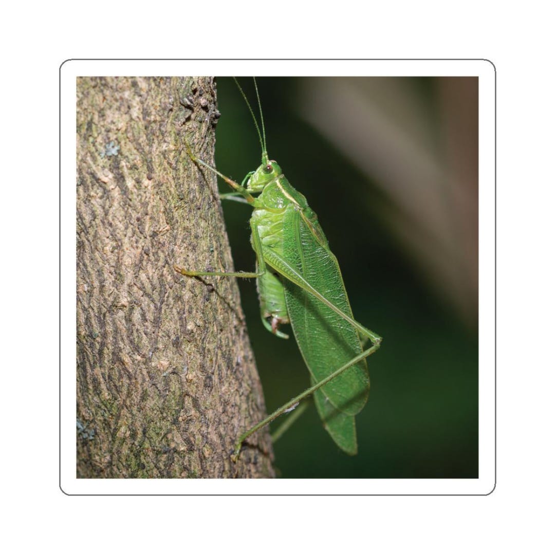 Katydid Stickers, Catydid Stickers, Grasshopper Stickers, Grass Hoppers ...