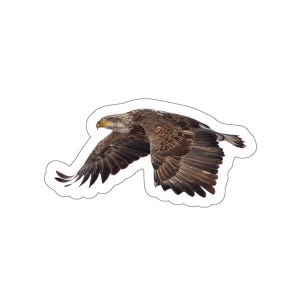 Juvenile Bald Eagle Sticker, Young Bald Eagle in Flight, Flying Eagle ...