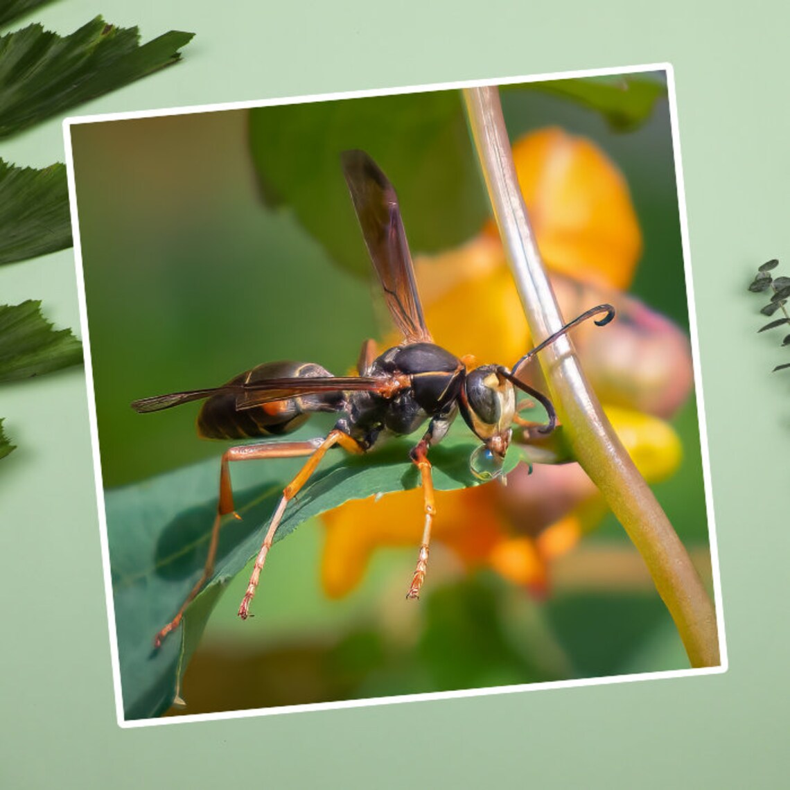 Wasp Sticker, Fancy Wasps, Wasp Drinking Water, Wasp With a Dew Drop ...