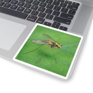 Shiny Bug Sticker, Shiny Fly Stickers, Shiny Bug Stickers, Shiny Flies ...