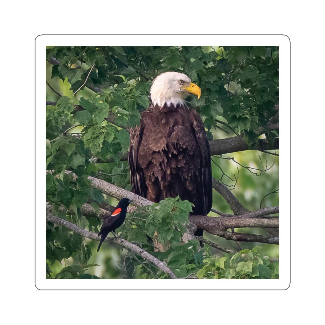 Bald Eagle Stickers, Eagle Stickers, Bird Stickers, Eagle and Blackbird ...