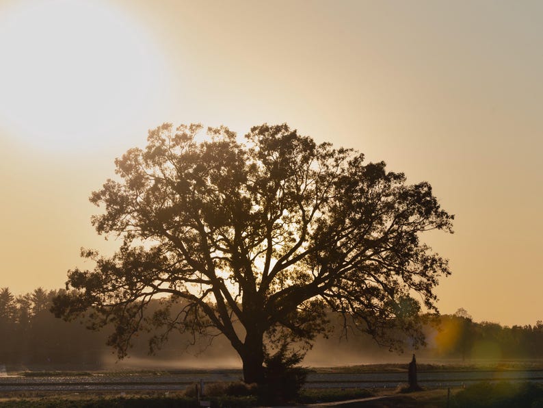 Golden Hour Serenity: Large Tree Sunset Print - Etsy