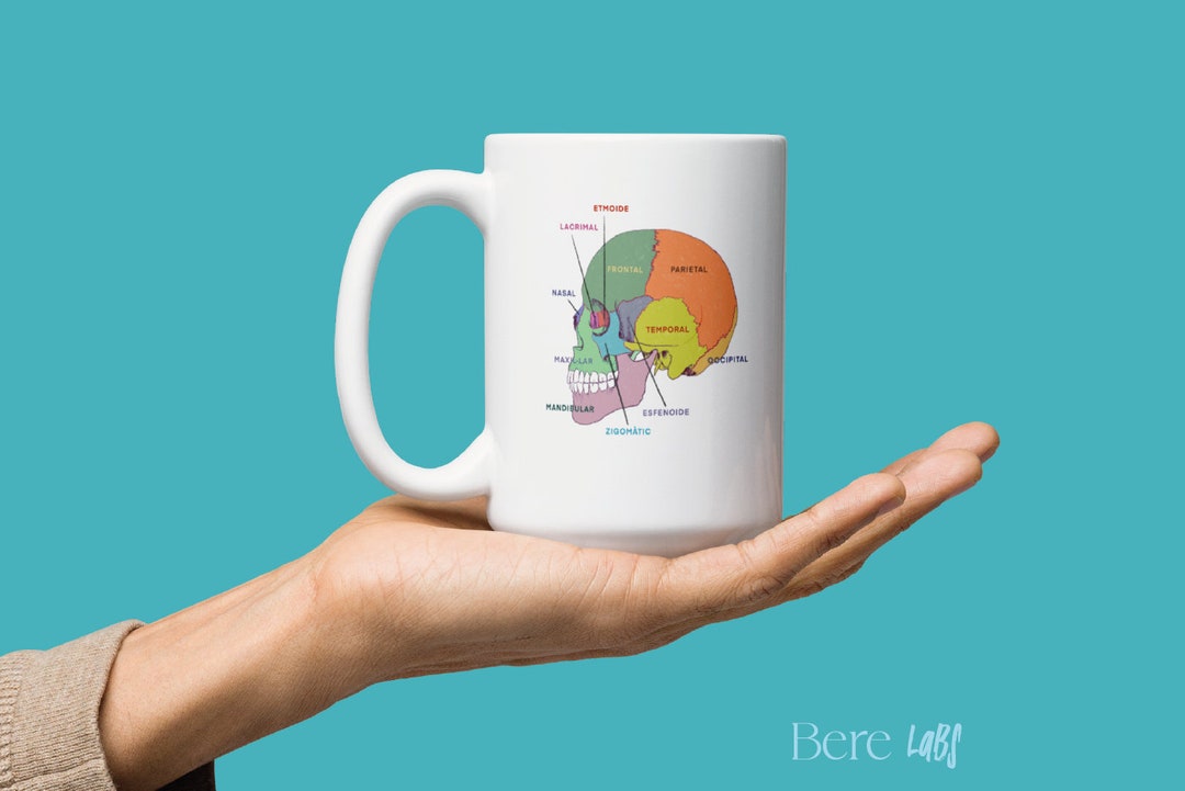Skull Anatomy Mug. Cranial Anatomy Mug. - Etsy