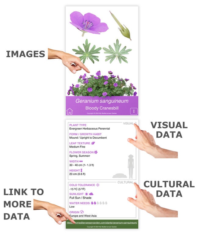 Plant Identification Cards for Drought-tolerant Plants Printable Cards ...