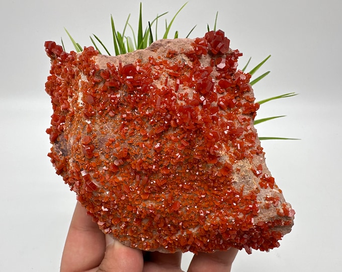 LARGE Red Vanadinite on Matrix From Morocco,crystal, Mineral,specimen ...