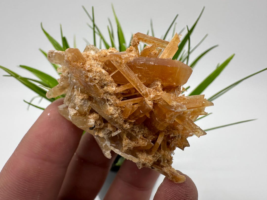 Stunning Gypsum Var. Selenite,from Rudna Mine,poland,brown Gypsum ...