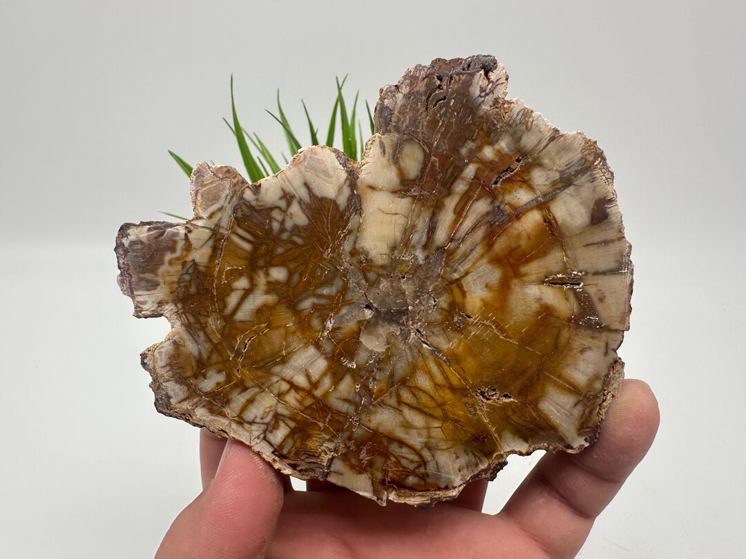 Petrified Wood Slab - Natural Stone Slice - Fossilized Wood Specimen ...