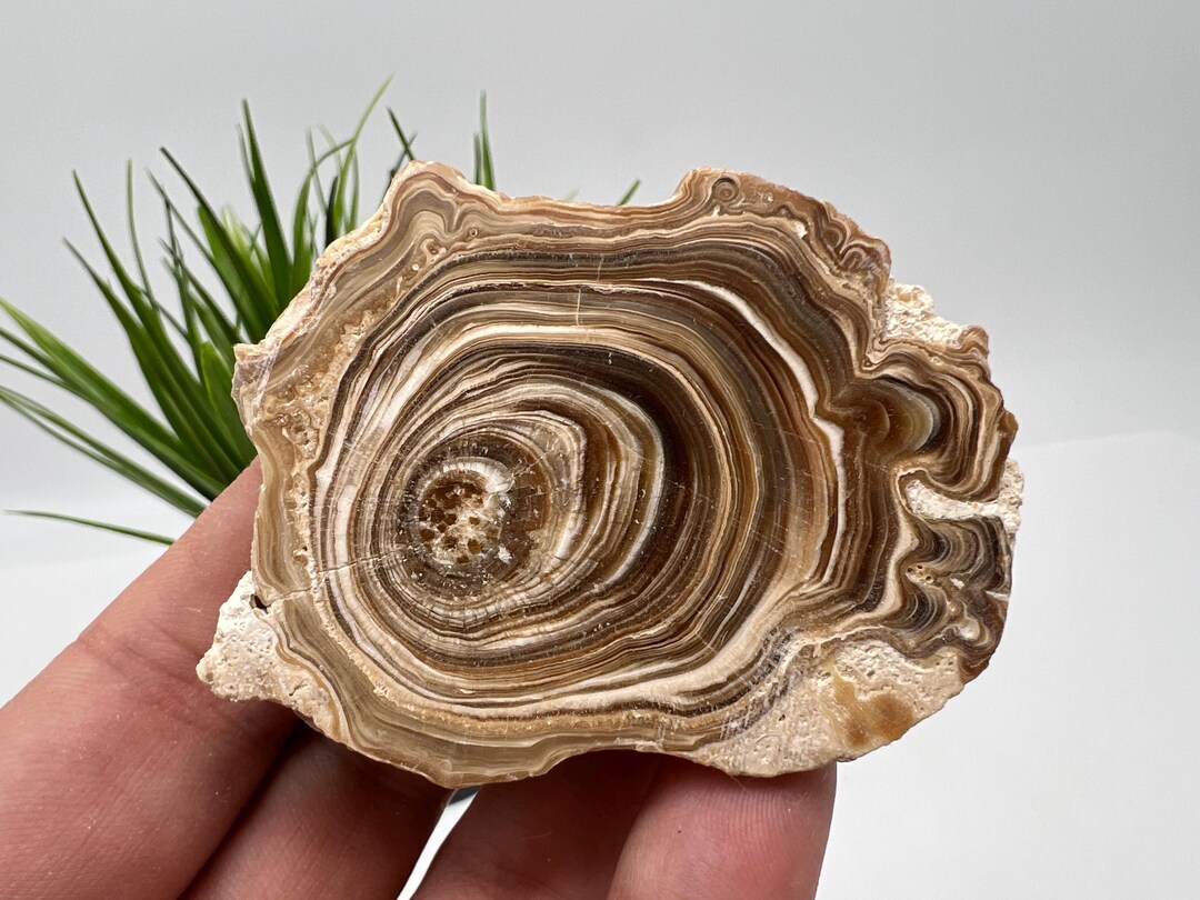 Wonderful,rare PETRIFIED Calcite,double Sides Polished Calcite,raw ...