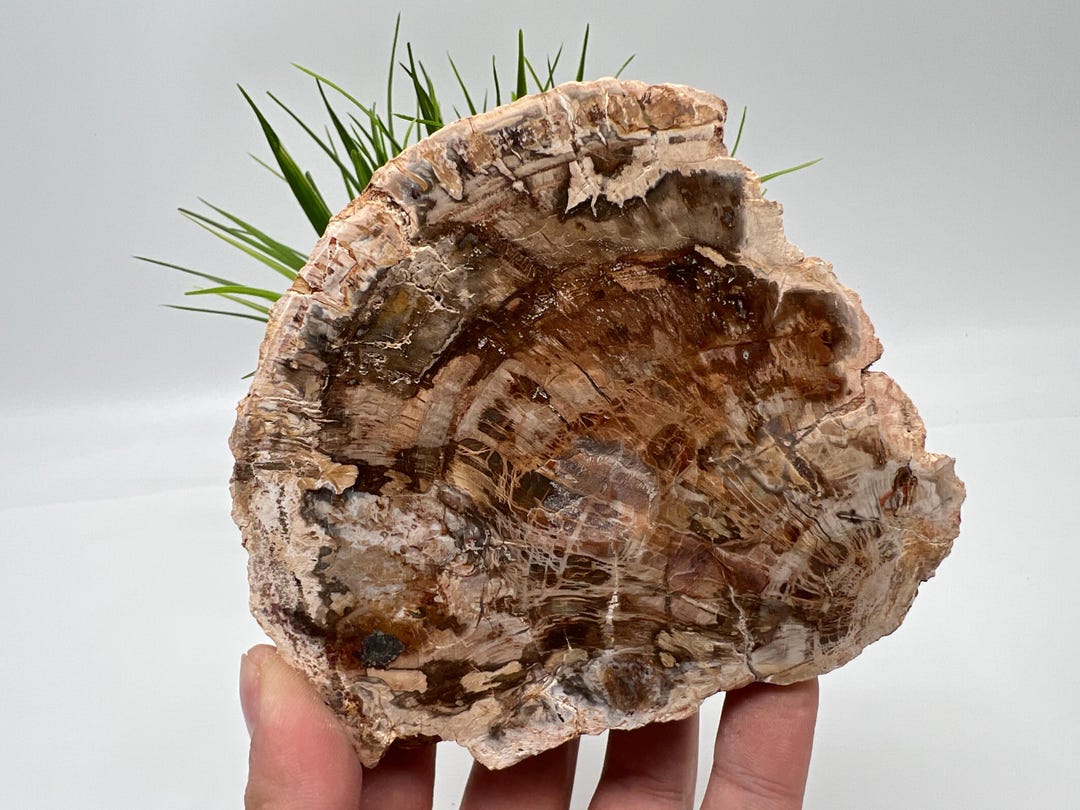 Crystallized Petrified Wood Slab – Fossilized Stone Slice - Etsy