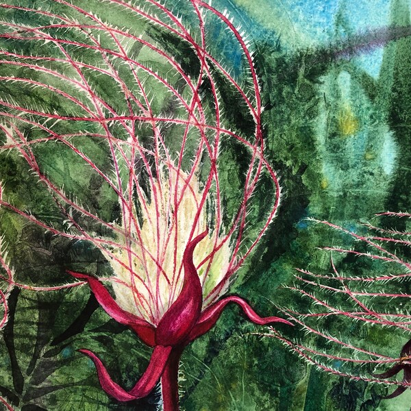 Prairie Smoke Flower - Etsy