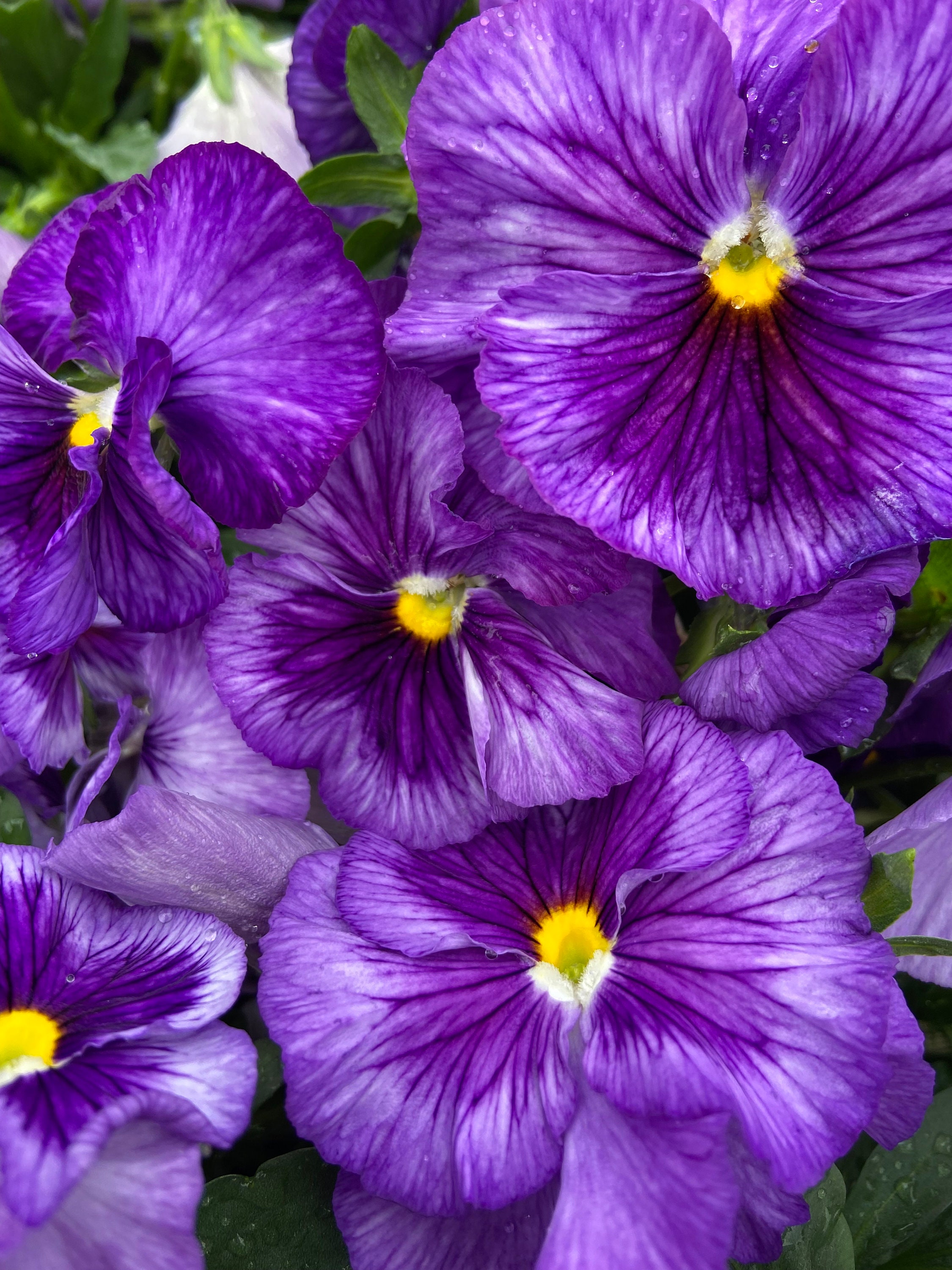 Flowers Life Beauty Blue Pansy Garden Plants Earth Love - Etsy