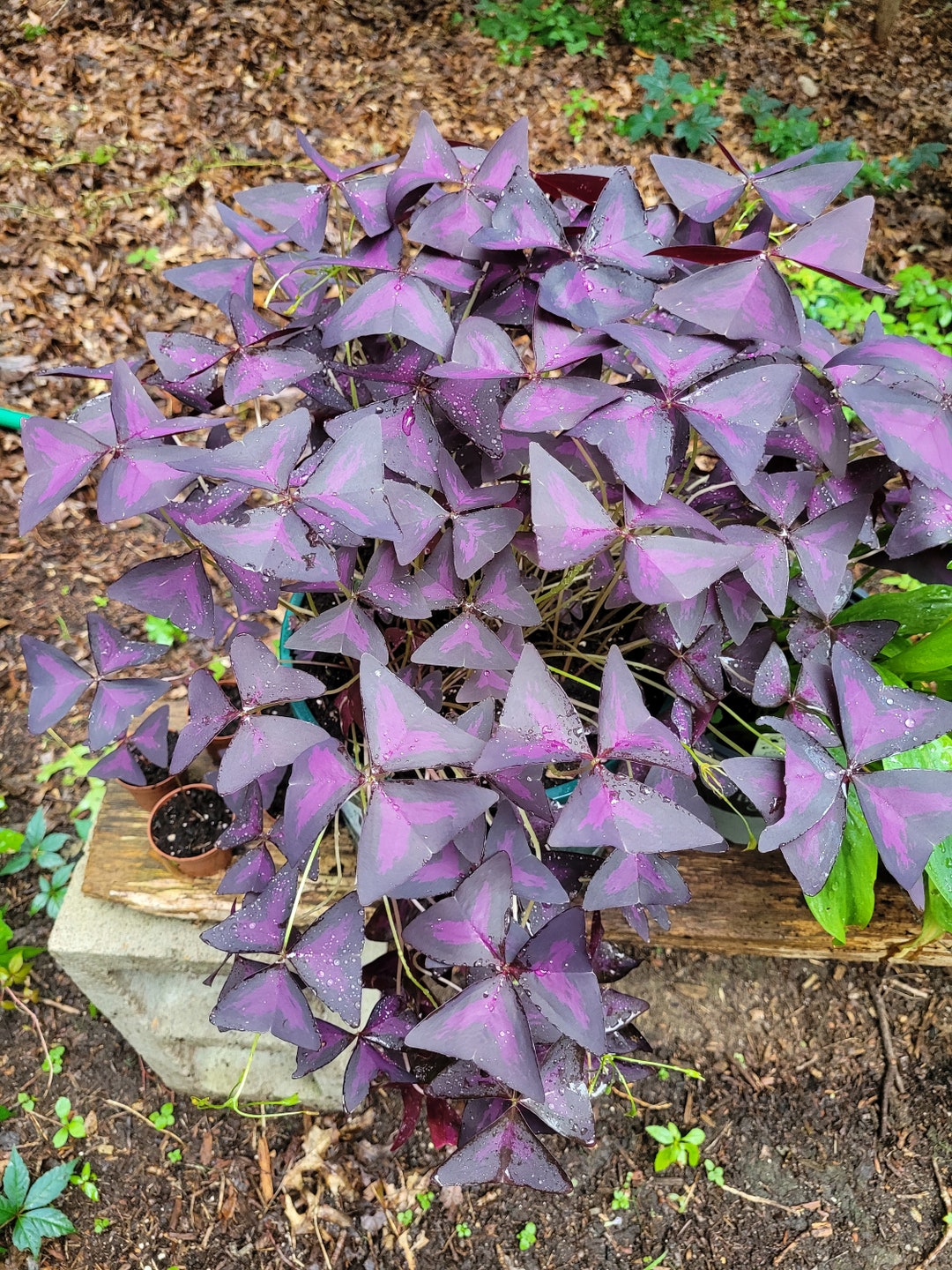 2 Inch Red Oxalis Plant Shamrock Plant Red Shamrock Purple Shamrock - Etsy