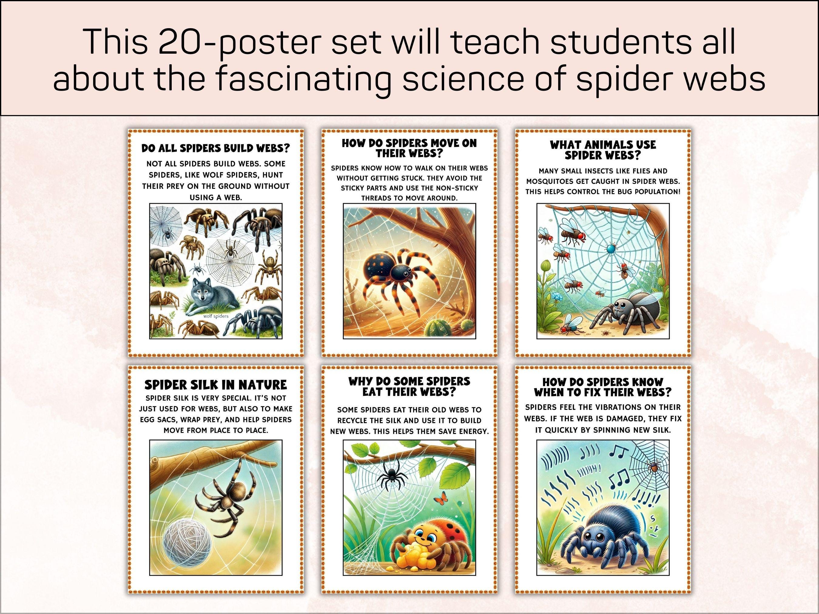 20 Spider Webs Science Posters | Classroom Fall and Halloween Decor ...