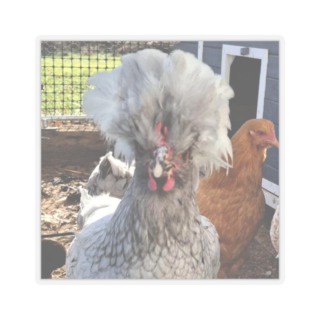 Funny Chicken Kiss-cut Stickers, Cute Chick Sticker Sheet, Animal Lover ...