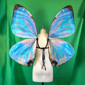 Large Blue Butterfly Costume Wings Morpho Sulkowskyi - Etsy