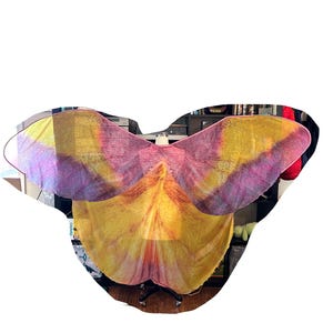 Very Large Rosy Maple Moth Cape - Etsy