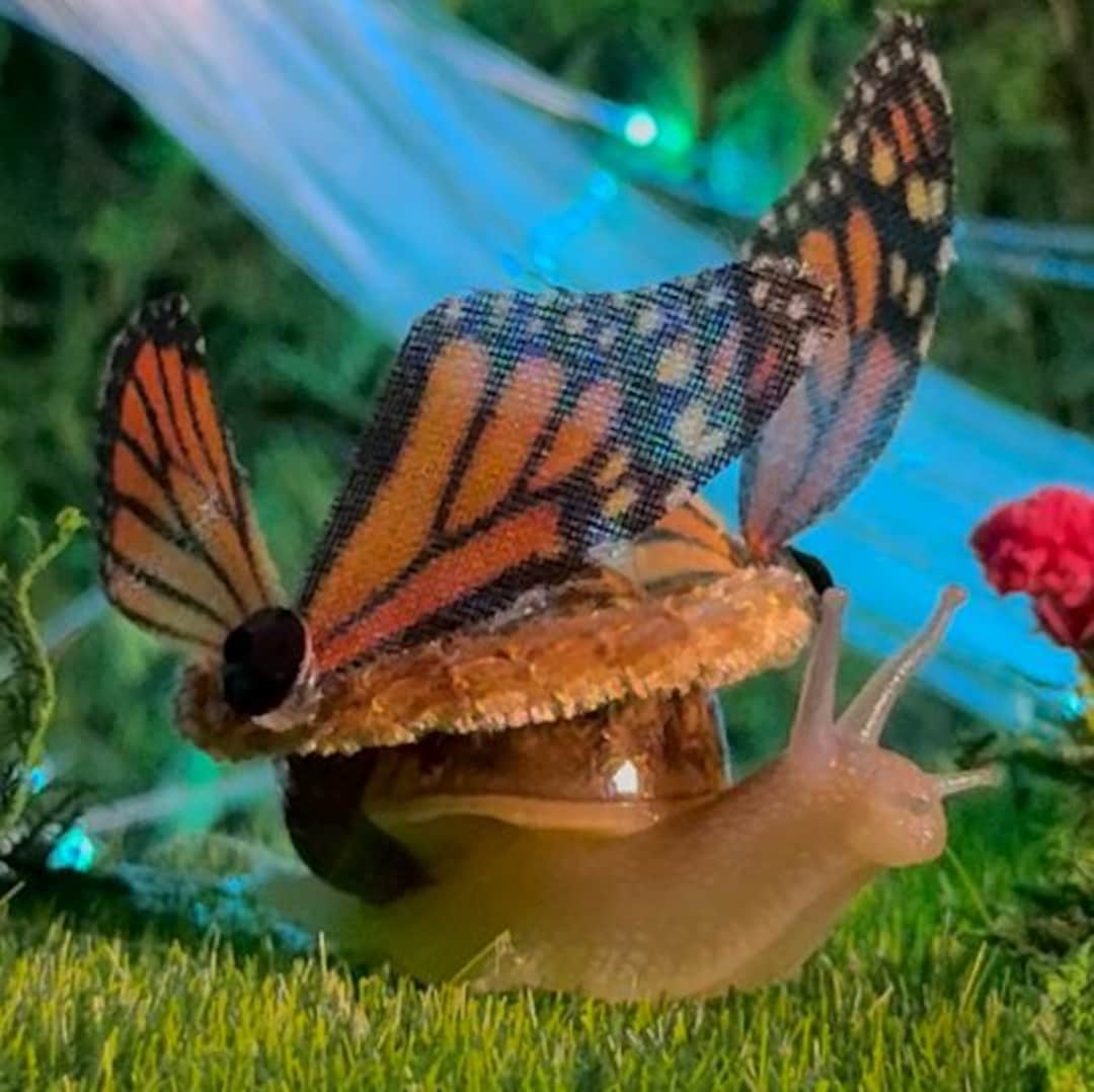 Butterfly Costume for Pet Snail - Silk Monarch Butterfly Wings ...