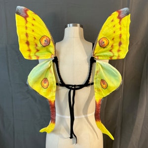 Small Comet Moth Costume Wings Convertible U-back for Corset or With ...