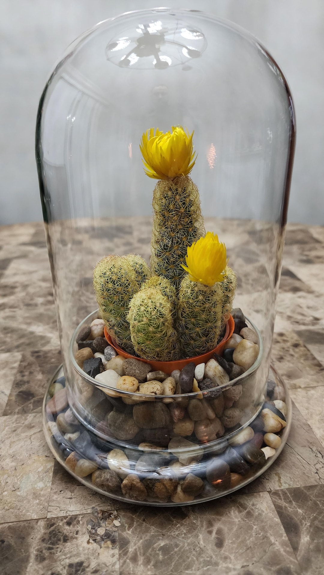 Glass Dome Terrarium - Etsy