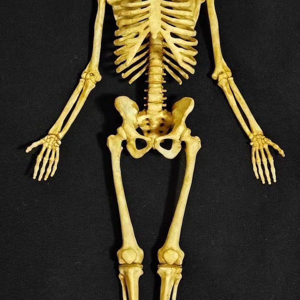 Clay Skeleton - Etsy