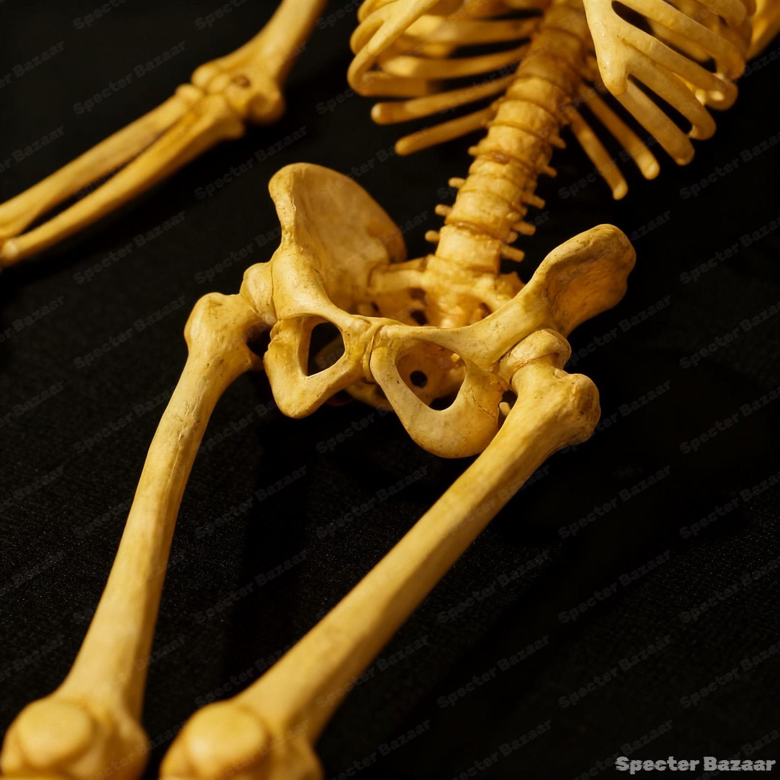 Hand-painted 3D Printed Human Skeleton Model: High Detail Anatomy ...