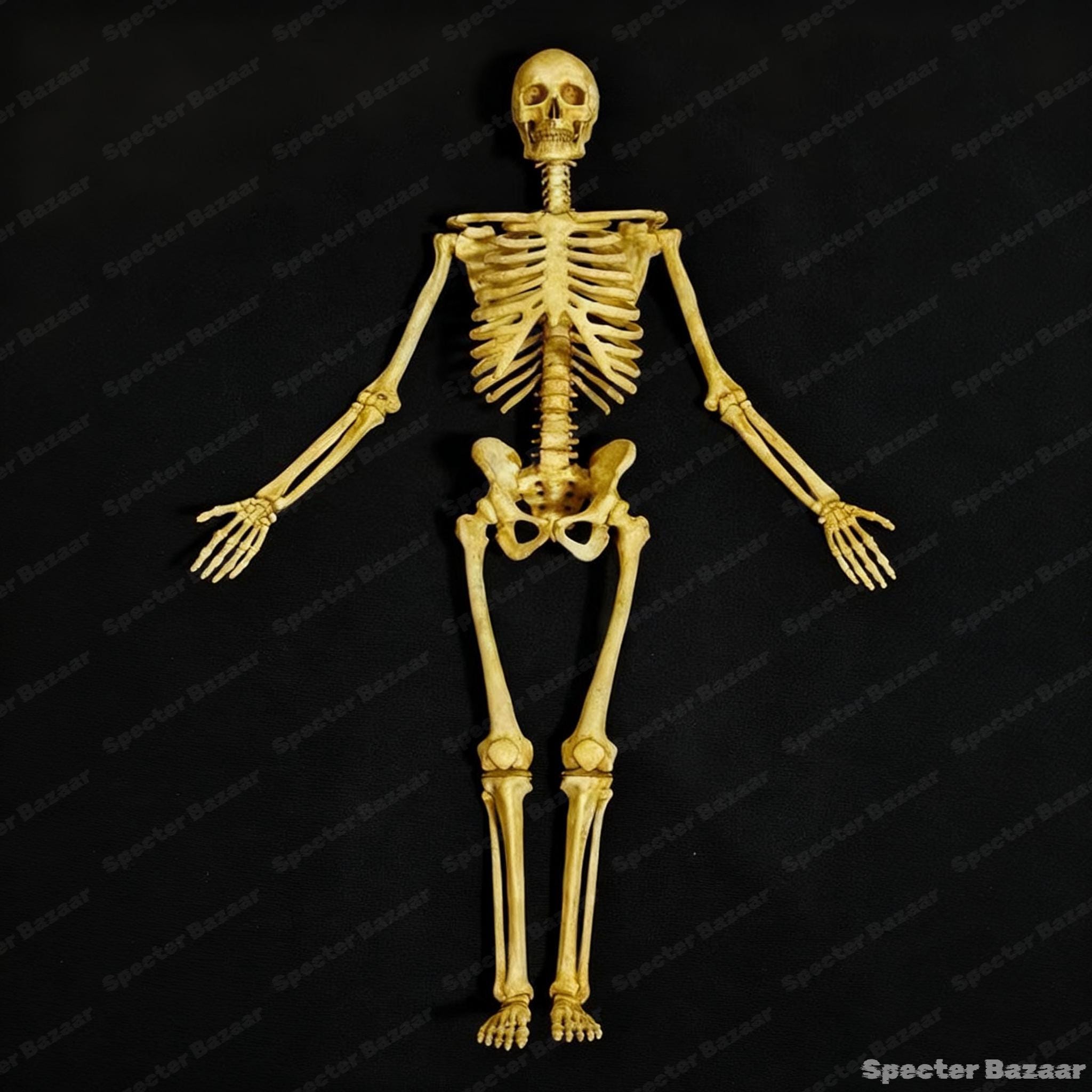 Hand-painted 3D Printed Human Skeleton Model: High Detail Anatomy ...