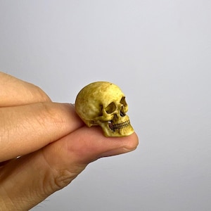Realistic Miniature Human Skull Model - 3D Printed Resin Head Bone for ...