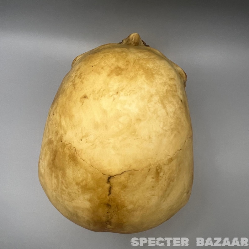Human Skull Replica, Life Size Skull, Halloween Decorations ...
