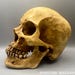 Human Skull Replica, Life Size Skull, Halloween Decorations ...