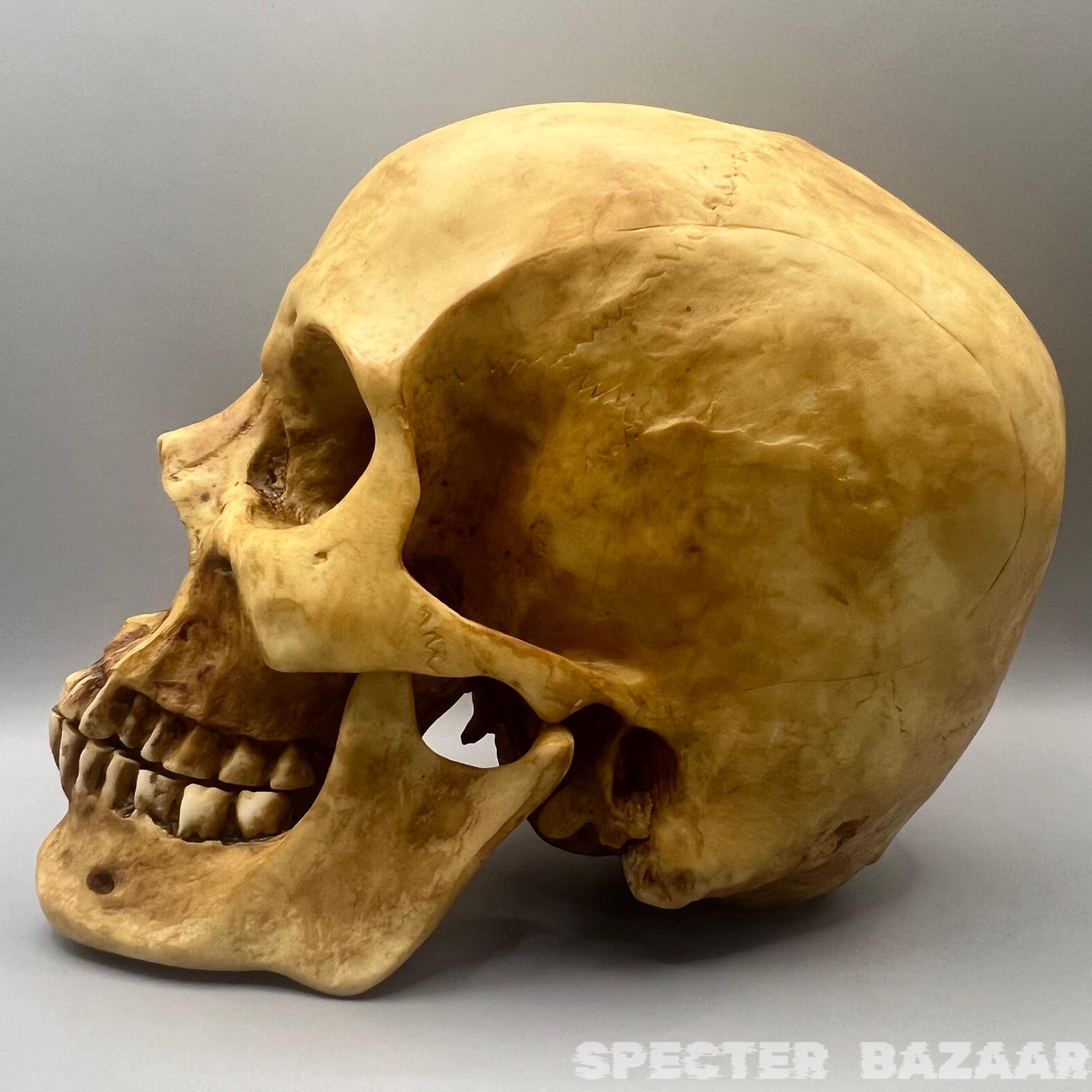Human Skull Replica, Life Size Skull, Halloween Decorations ...