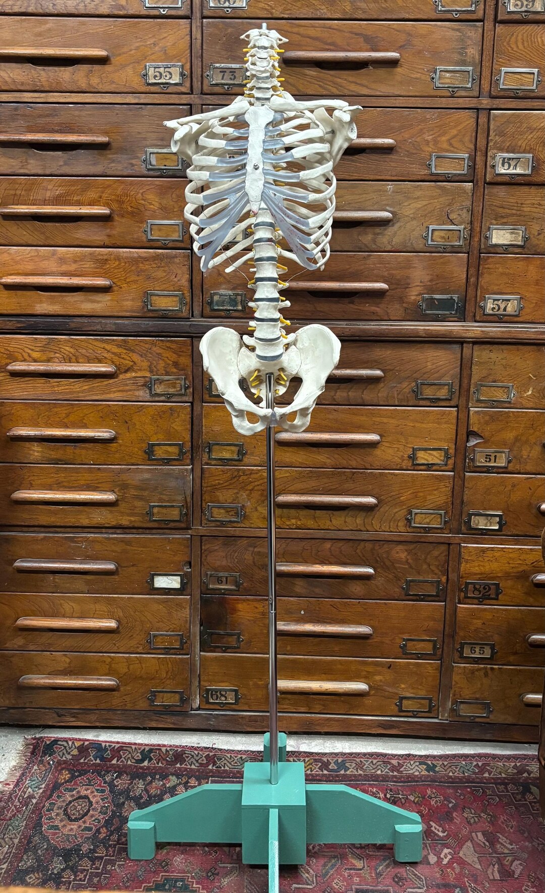 Anatomical Skeleton Model on Metal Stand - Etsy