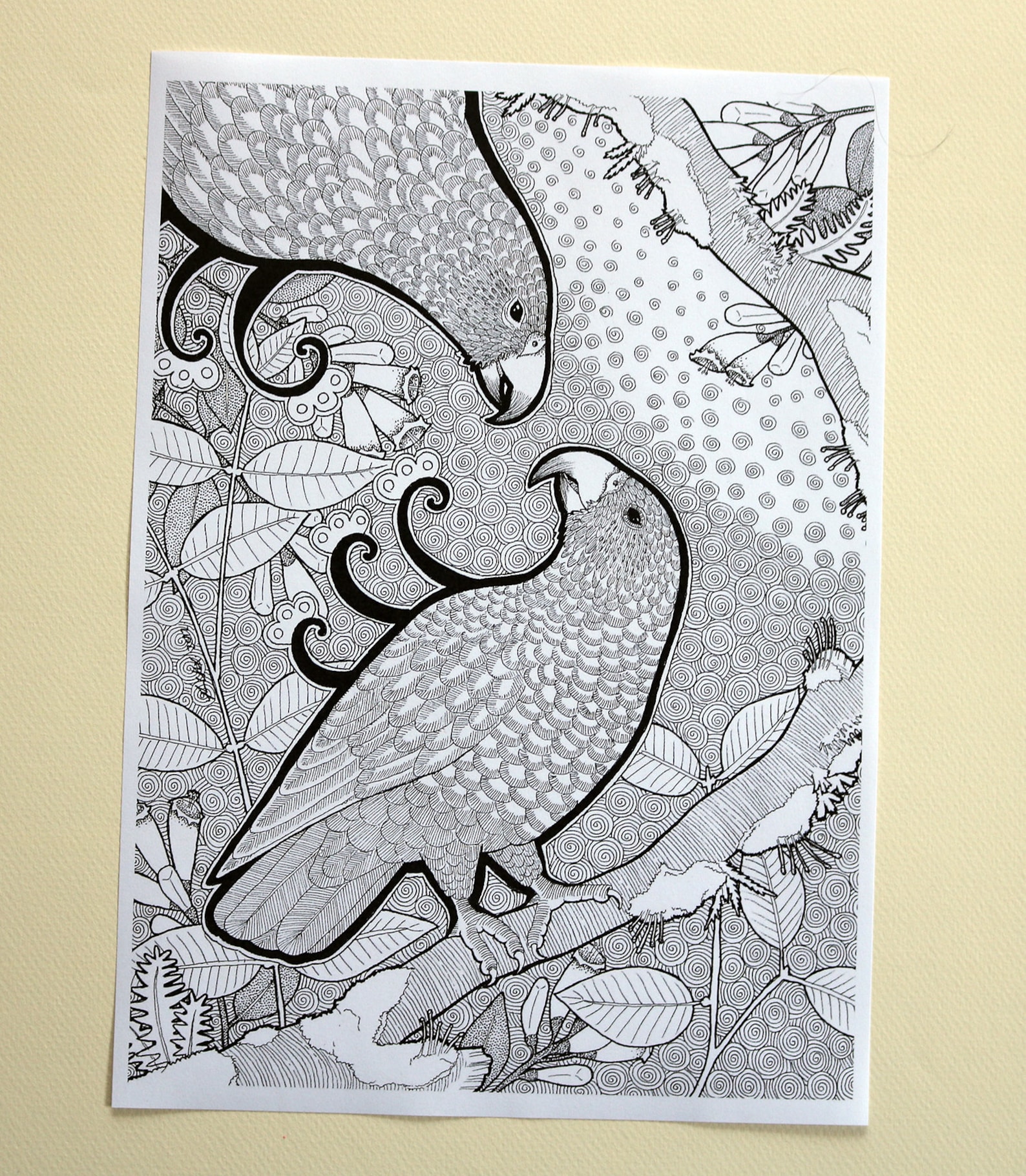 New Zealand Kaka Digital Coloring Page. Instant Download. Printable ...