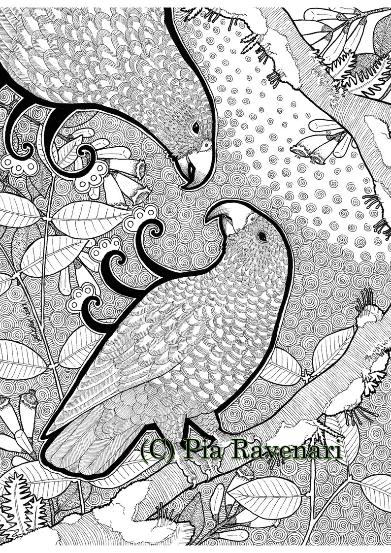 New Zealand Kaka Digital Coloring Page. Instant Download. Printable ...