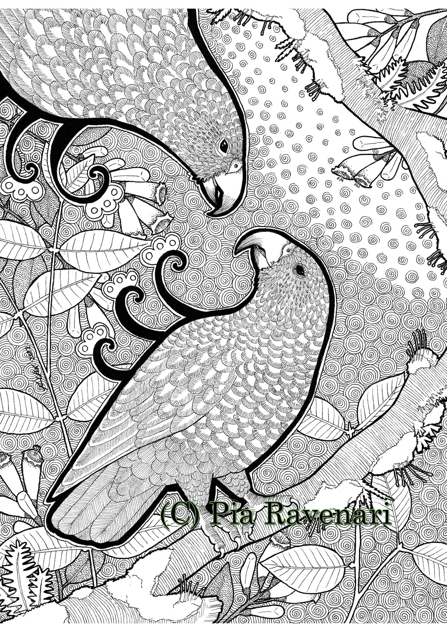 New Zealand Kaka Digital Coloring Page. Instant Download. Printable ...