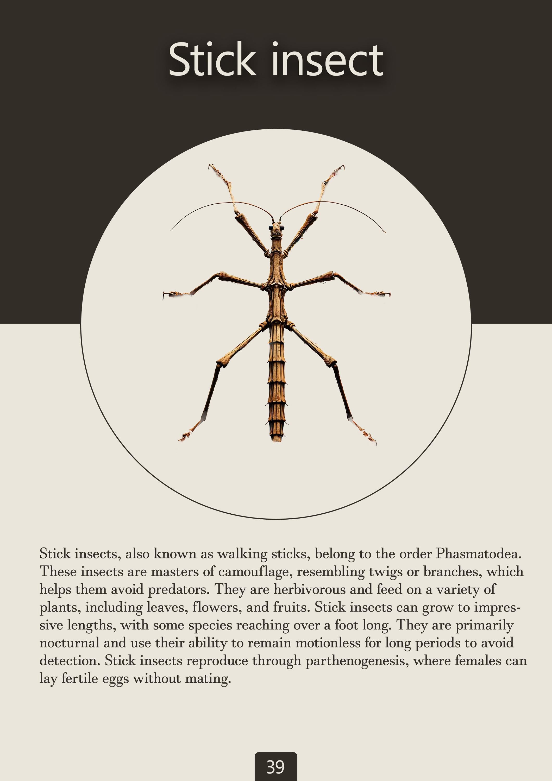 Educational Insects Guide Bundle: 40 Insects Book, Quiz & Coloring ...