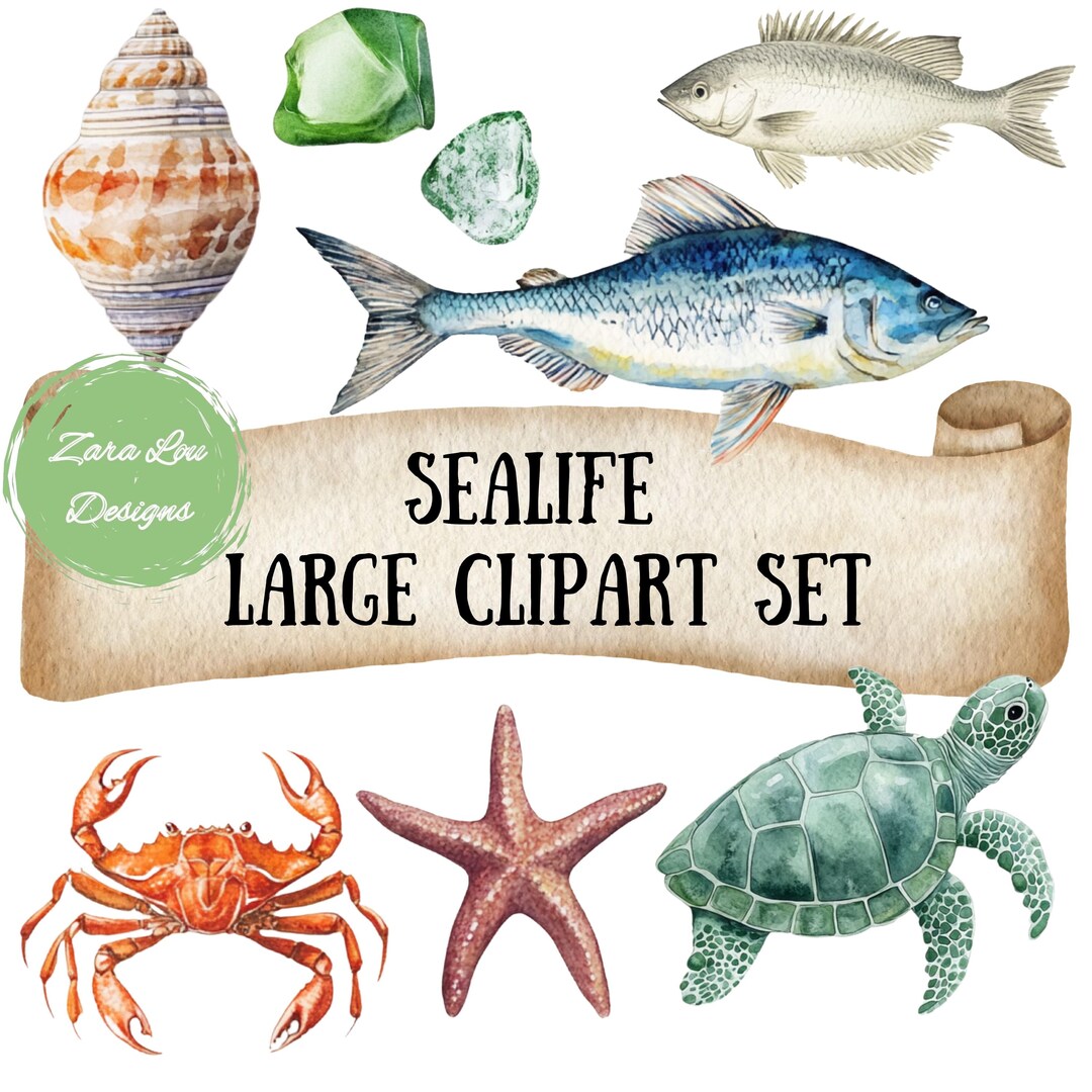 Sealife Clipart Set: Fish, Shells, Starfish, Turtle (300 DPI PNG ...