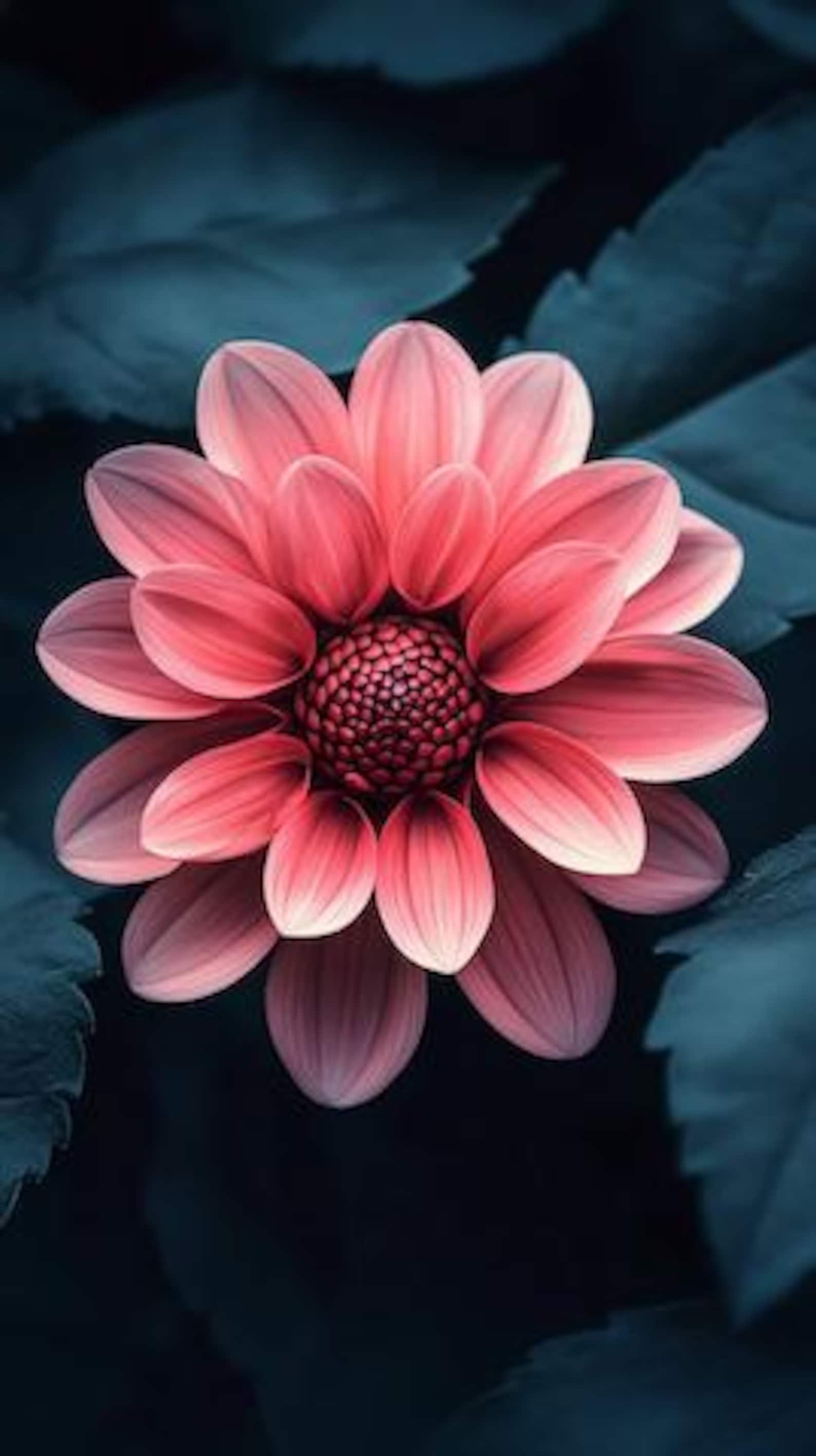 Flower iPhone Android Smartphone Wallpaper • Phone Lockscreen ...