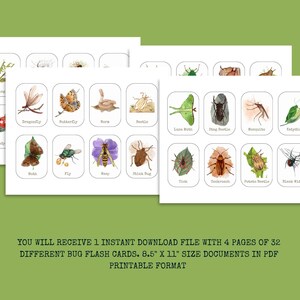 Printable Bugs Flash Cards, Preschool, Homeschool, Nature Study ...