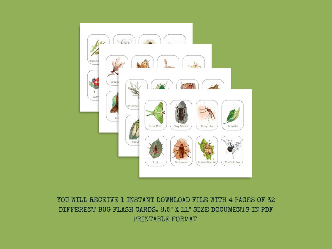 Printable Bugs Flash Cards, Preschool, Homeschool, Nature Study ...