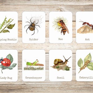 Printable Bugs Flash Cards, Preschool, Homeschool, Nature Study ...