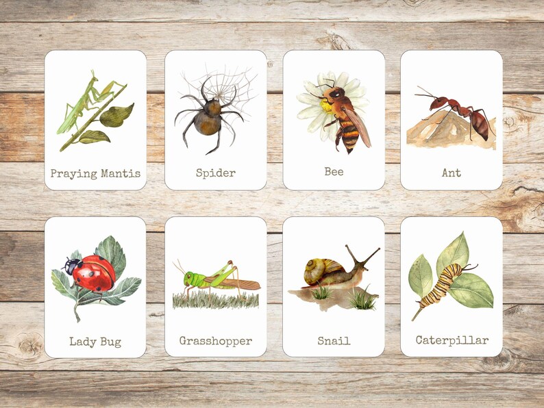 Printable Bugs Flash Cards, Preschool, Homeschool, Nature Study ...