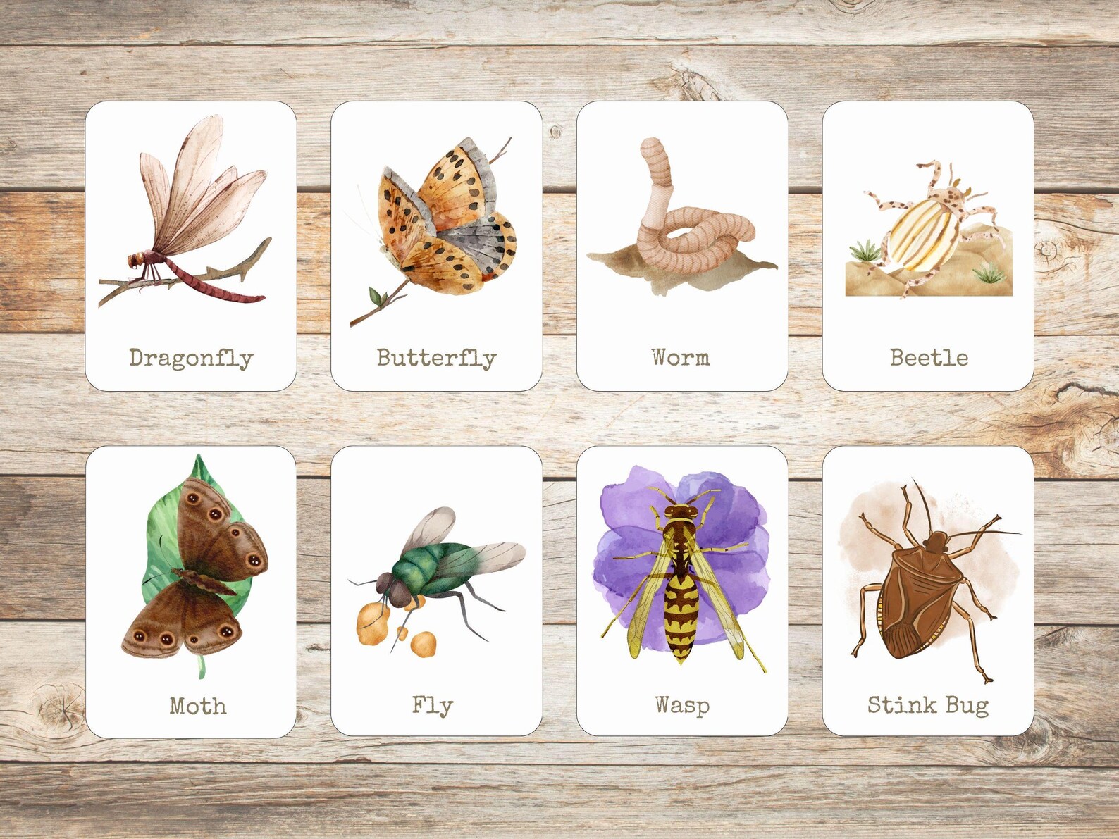 Printable Bugs Flash Cards, Preschool, Homeschool, Nature Study ...